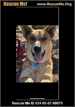 - Rhode Island Dog Rescue - ADOPTIONS - Rescue Me!