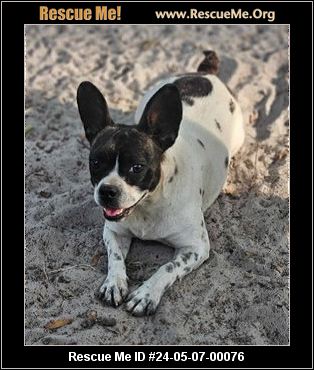 - Georgia Boston Terrier Rescue - ADOPTIONS - Rescue Me!
