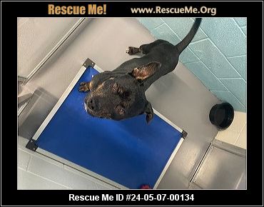 - Mississippi Dog Rescue - ADOPTIONS - Rescue Me!