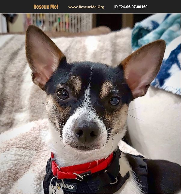 ADOPT 24050700150 ~ Rat Terrier Rescue ~ Laurel, MD