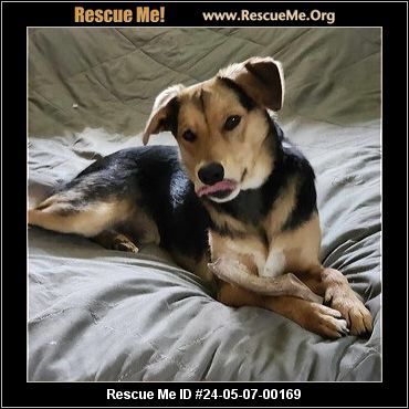 - New Jersey Dog Rescue - ADOPTIONS - Rescue Me!