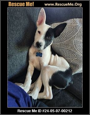 - Colorado Dog Rescue - ADOPTIONS - Rescue Me!