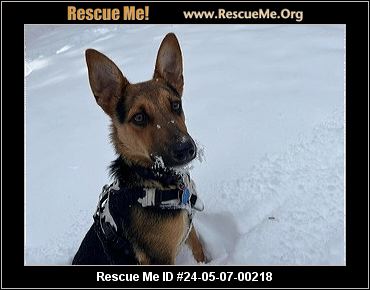 - Colorado Dog Rescue - ADOPTIONS - Rescue Me!