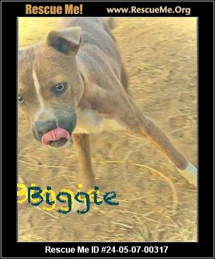 - California Corgi Rescue - ADOPTIONS - Rescue Me!