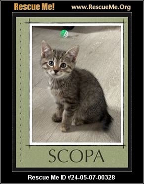 - Massachusetts Cat Rescue - ADOPTIONS - Rescue Me!