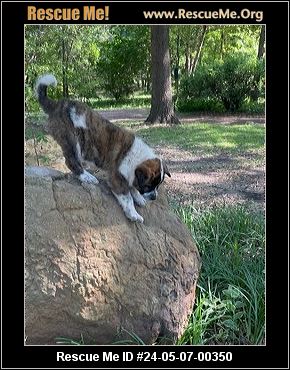 - Texas Saint Bernard Rescue - ADOPTIONS - Rescue Me!