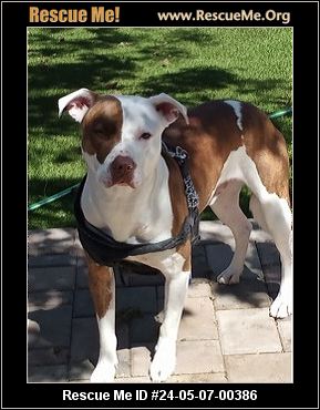 - Arizona Pit Bull Rescue - ADOPTIONS - Rescue Me!