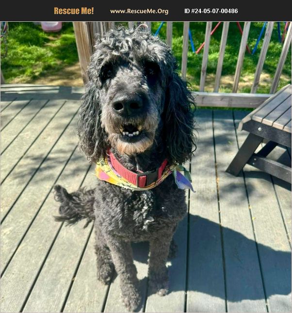 ADOPT 24050700486 ~ Poodle Rescue ~ Harrisburg, PA