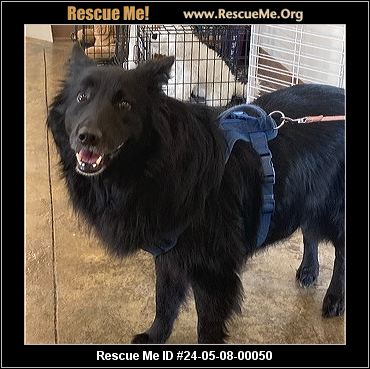 - Georgia Dog Rescue - ADOPTIONS - Rescue Me!