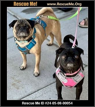 - Colorado Dog Rescue - ADOPTIONS - Rescue Me!