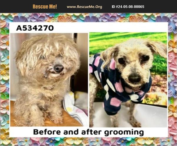 ADOPT 24050800065 ~ Poodle Rescue ~ Moreno Valley, CA