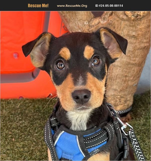 ADOPT 24050800114 ~ German Pinscher Rescue ~ Carlsbad, CA