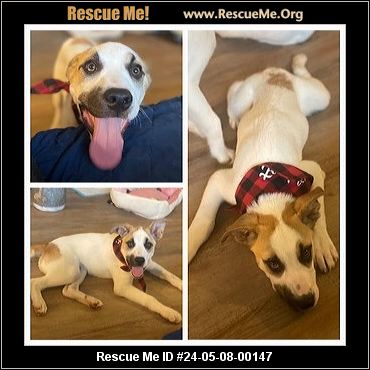 - Wisconsin Dog Rescue - ADOPTIONS - Rescue Me!