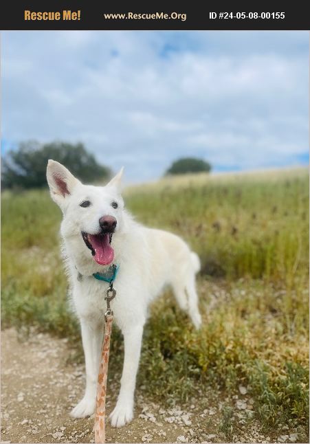 ADOPT 24050800155 ~ Australian Cattle Dog Rescue ~ Colorado Springs, CO