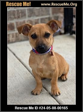 - Georgia Dog Rescue - ADOPTIONS - Rescue Me!