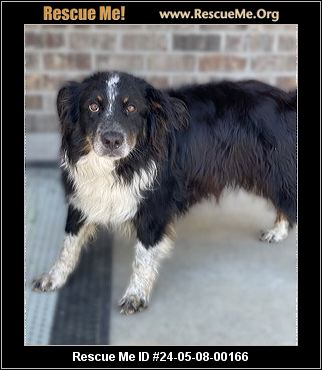 - Georgia Dog Rescue - ADOPTIONS - Rescue Me!