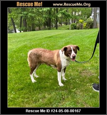- New Jersey Collie Rescue - ADOPTIONS - Rescue Me!