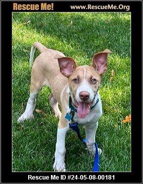 - New Jersey Collie Rescue - ADOPTIONS - Rescue Me!