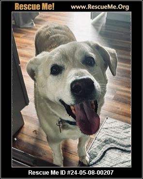 - Colorado Lab Rescue - ADOPTIONS - Rescue Me!