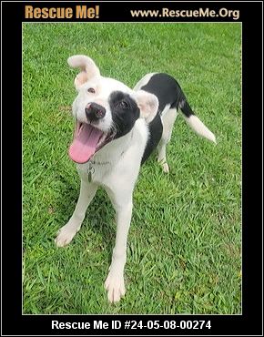 - Ohio Dog Rescue - ADOPTIONS - Rescue Me!