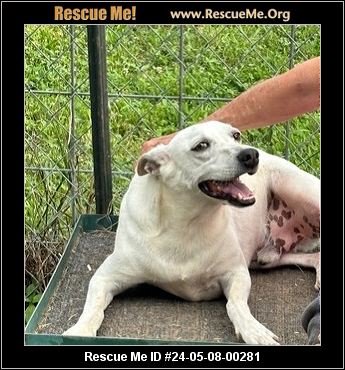 - Oklahoma Dog Rescue - ADOPTIONS - Rescue Me!
