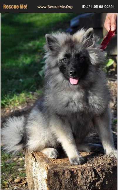 ADOPT 24050800294 ~ Keeshond Rescue ~ Pittsburgh, PA