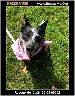 - New Hampshire Dog Rescue - ADOPTIONS - Rescue Me!