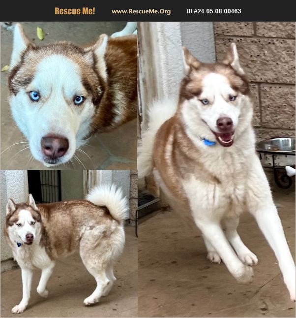 ADOPT 24050800463 ~ Siberian Husky Rescue ~ Portland, OR