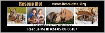 - Illinois Rabbit Rescue - ADOPTIONS - Rescue Me!