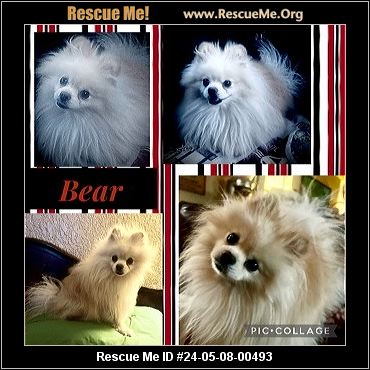 - Arizona Pomeranian Rescue - ADOPTIONS - Rescue Me!