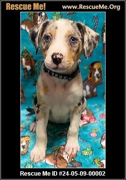 - New Jersey Dog Rescue - ADOPTIONS - Rescue Me!