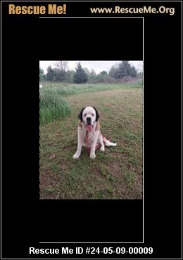 - Texas Saint Bernard Rescue - ADOPTIONS - Rescue Me!