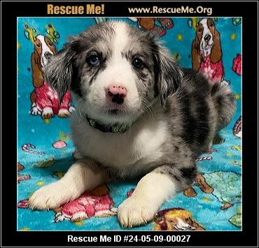- New Jersey Dog Rescue - ADOPTIONS - Rescue Me!
