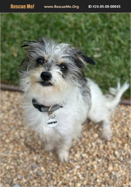 ADOPT 24050900045 ~ Border Terrier Rescue ~ Los Angeles, CA