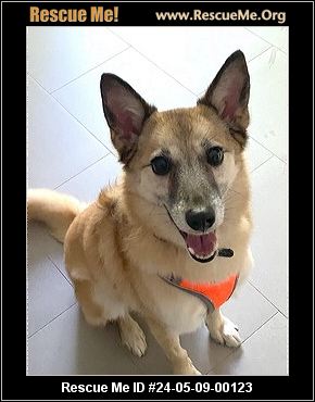 - New Jersey Dog Rescue - ADOPTIONS - Rescue Me!