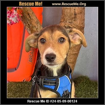 - California German Pinscher Rescue - ADOPTIONS - Rescue Me!