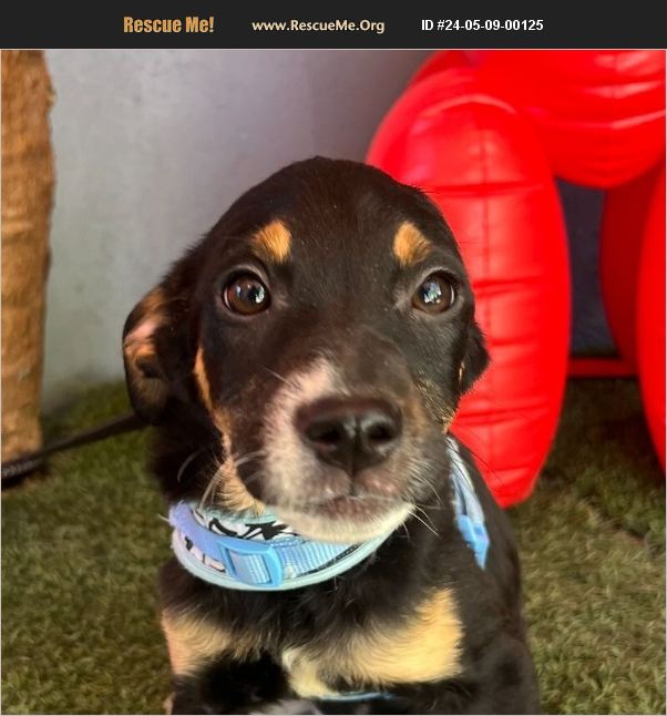 ADOPT 24050900125 ~ German Pinscher Rescue ~ Carlsbad, CA