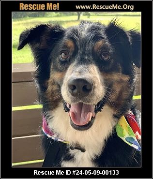 - Nebraska Dog Rescue - ADOPTIONS - Rescue Me!