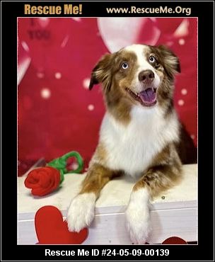 - Texas Australian Shepherd Rescue - ADOPTIONS - Rescue Me!