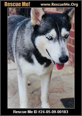 - Texas Siberian Husky Rescue - ADOPTIONS - Rescue Me!