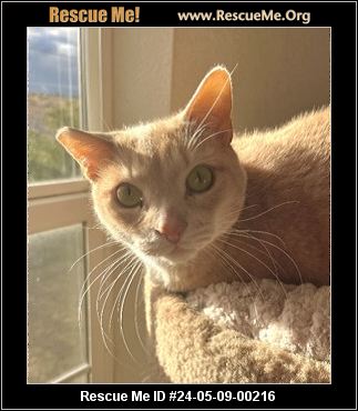 - California Cat Rescue - ADOPTIONS - Rescue Me!