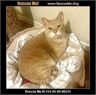 - California Cat Rescue - ADOPTIONS - Rescue Me!