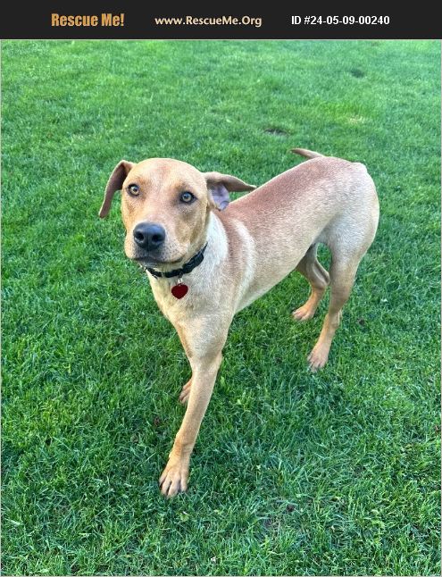 ADOPT 24050900240 ~ Rhodesian Ridgeback Rescue ~ Stratford, CT