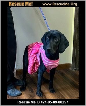 - New Jersey Dog Rescue - ADOPTIONS - Rescue Me!