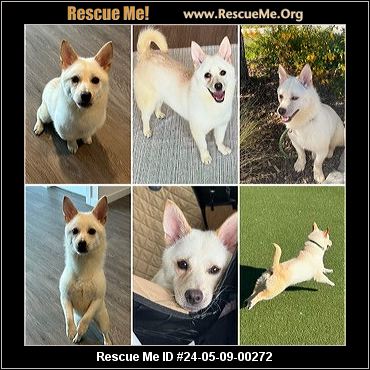 - California Corgi Rescue - ADOPTIONS - Rescue Me!