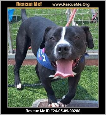 - California American Bulldog Rescue - ADOPTIONS - Rescue Me!