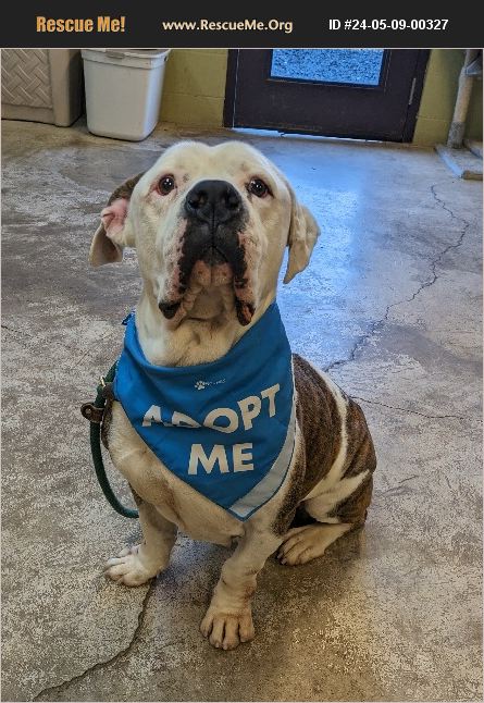 ADOPT 24050900327 ~ Bulldog Rescue ~ Alexandria, VA