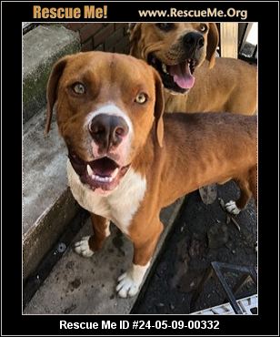 - Oklahoma Dog Rescue - ADOPTIONS - Rescue Me!