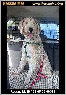 - California Golden Retriever Rescue - ADOPTIONS - Rescue Me!