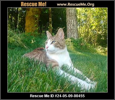- Washington Cat Rescue - ADOPTIONS - Rescue Me!